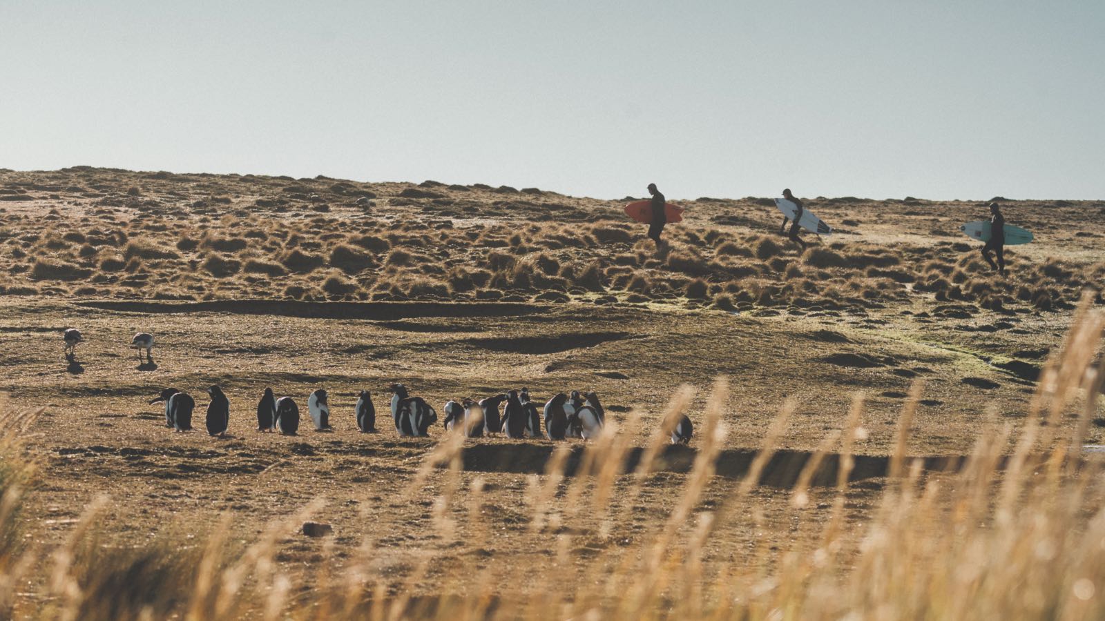 THE FORGOTTEN ARCHIPELAGO – Roark Brand
